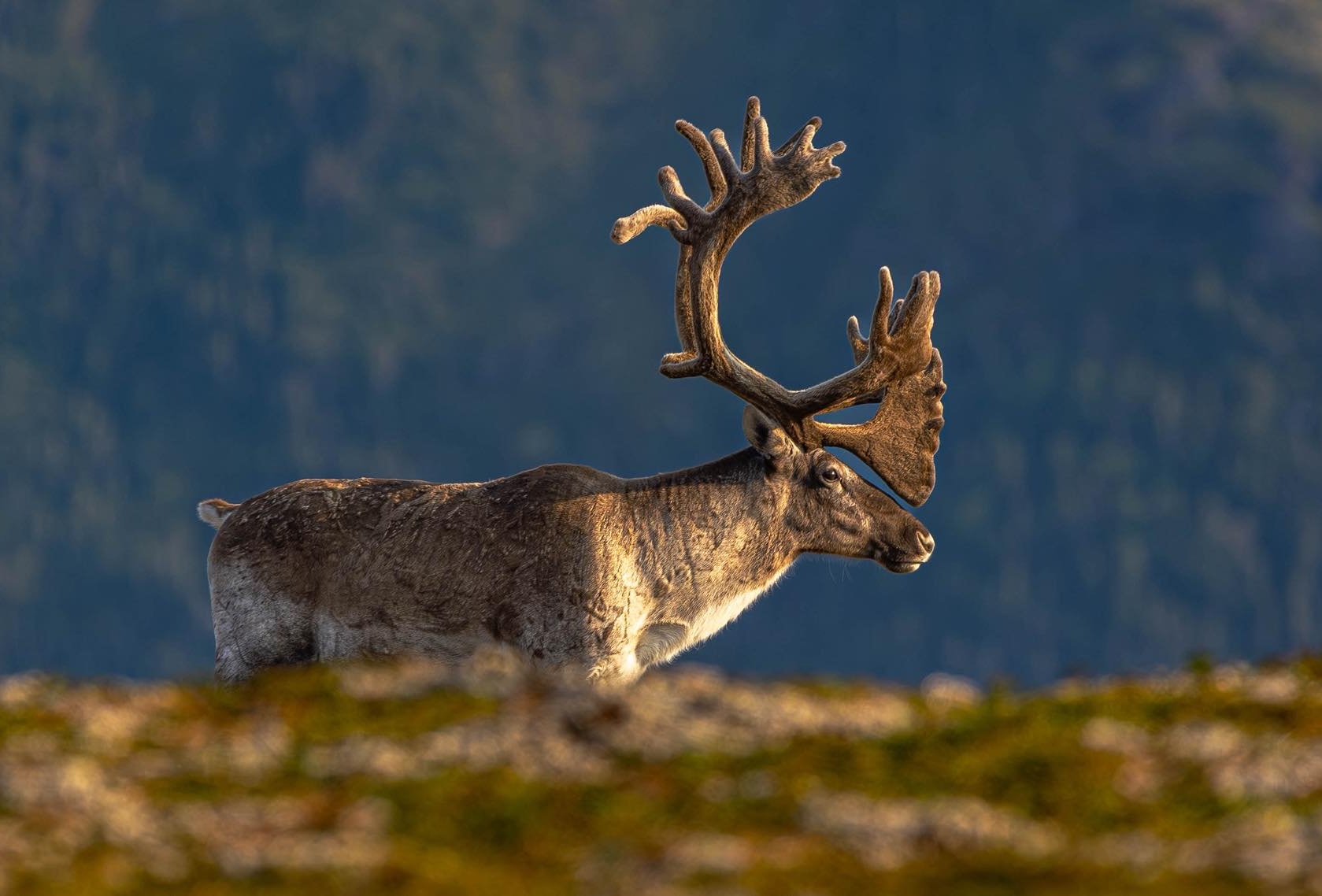Inuit face food insecurity, cultural loss 13 years into Labrador ...