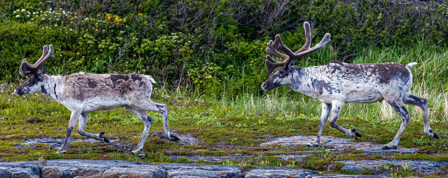 Inuit face food insecurity, cultural loss 13 years into Labrador ...